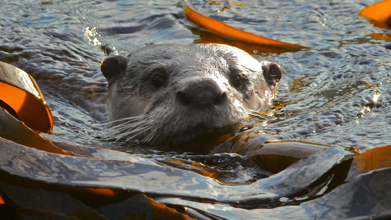 An Otter, the Wild and Coming Change - Sea Change Project