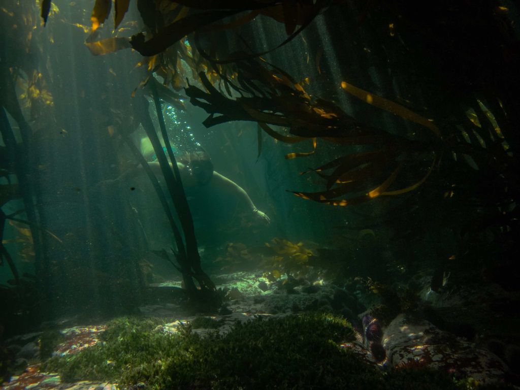 How Kelp Provides Life - Sea Change Project